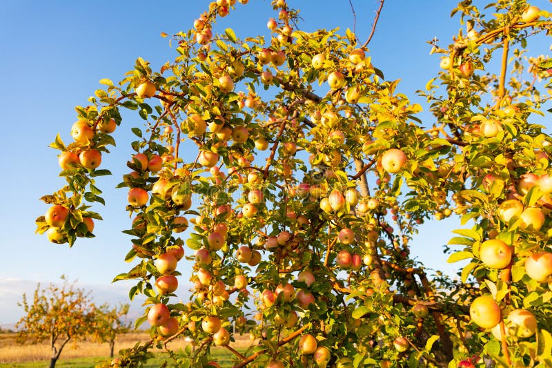 Photo Of Ripe Apple Tree Harvest Ripe Apple Harvest Ripe Apple
