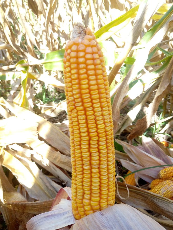 Photo of Ripe Corn with a Fairly Long Size with a Yellow Color Stock ...