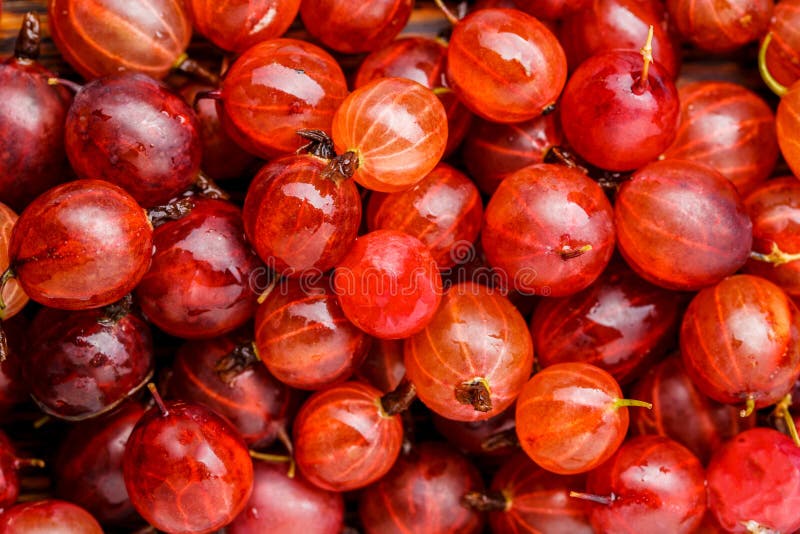 Photo of Ripe Red Gooseberries. Stock Image - Image of gardening ...