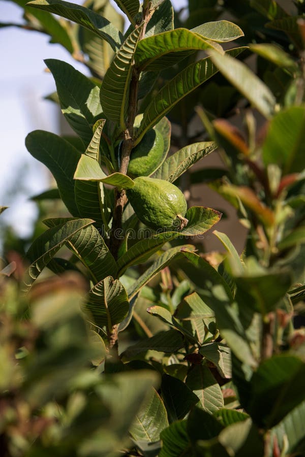 Photo of a Ripening Guava on a Tree Stock Image - Image of flora, guava ...