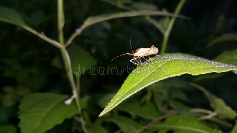 Photo of Riptortus Linearis (Bean Bug) Perched on a Leaf Stock Photo ...