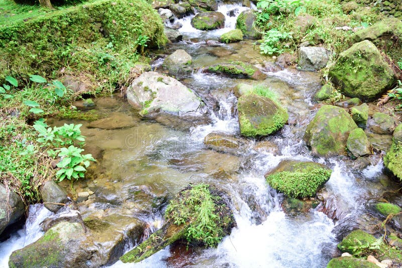 Forest river stock image. Image of stream, mountains - 111547823