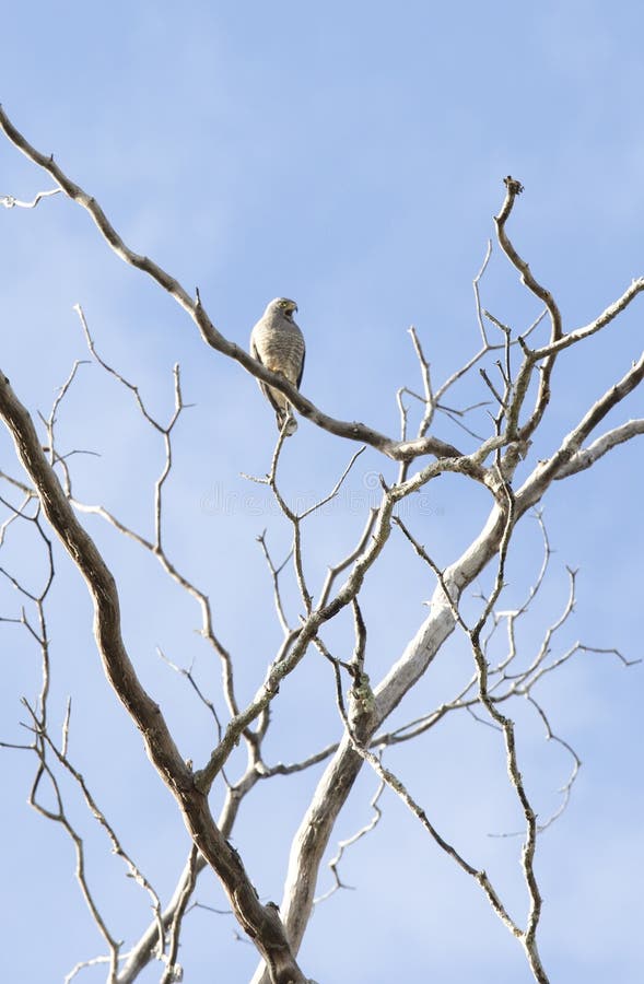 A Photo of Roadside Hawk on Tree Stock Image - Image of animal ...