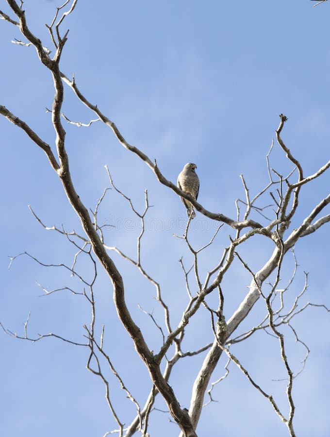 A Photo of Roadside Hawk on Tree Stock Image - Image of animal, prey ...