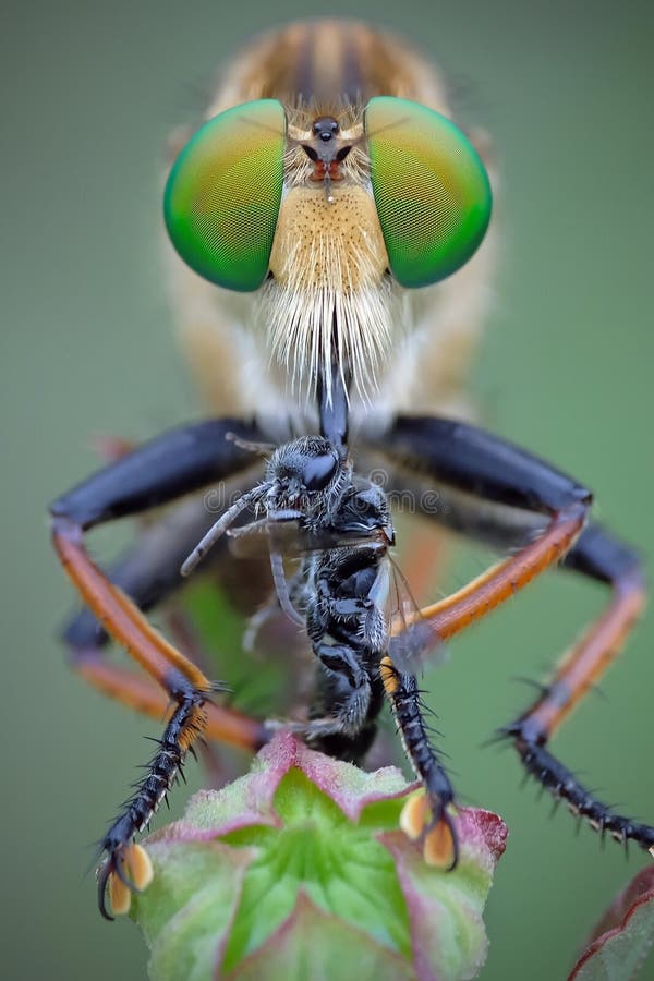 Photo of Robber Fly with Prey on Leaf Stock Photo - Image of beautiful ...