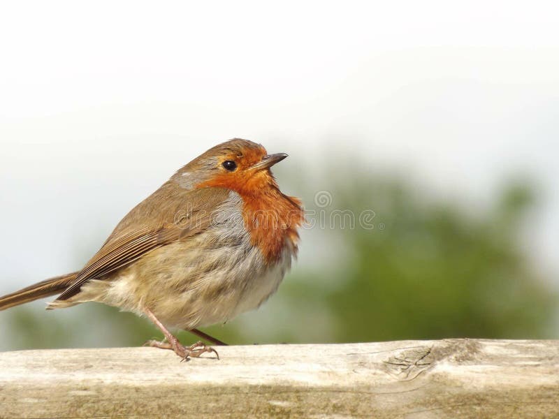 Robin stock image. Image of robin, animal, robbin, bird - 146365347
