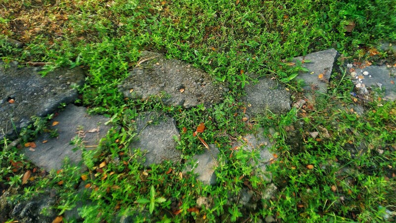 Photo of Rocks that are Covered by Moss and Weeds. Stock Image - Image ...