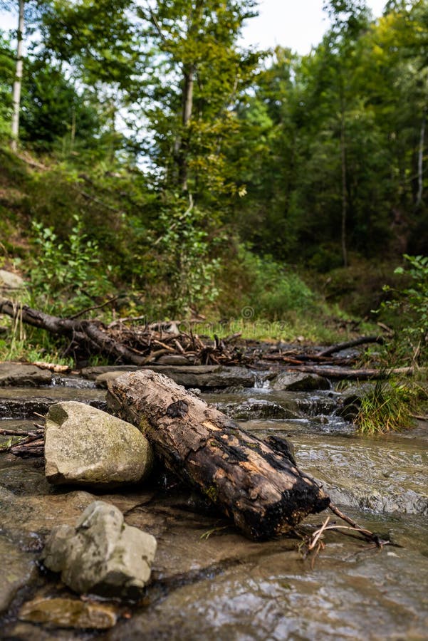 Rocks and Log in the Brook Deep in the Forest Stock Image - Image of ...