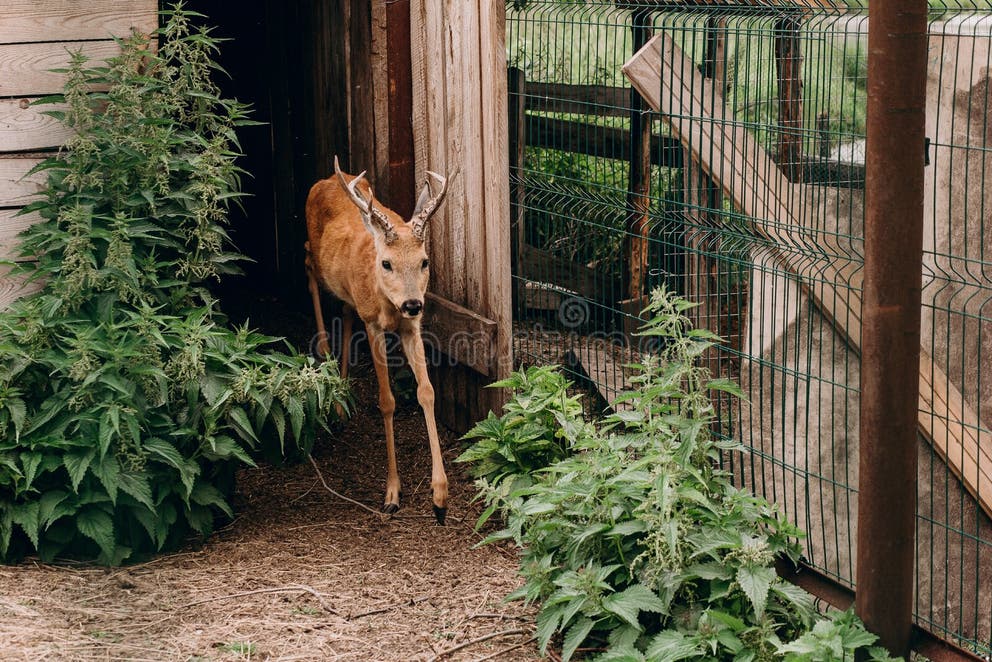 Photo of Roe Deer on the Farm Stock Image - Image of animal ...