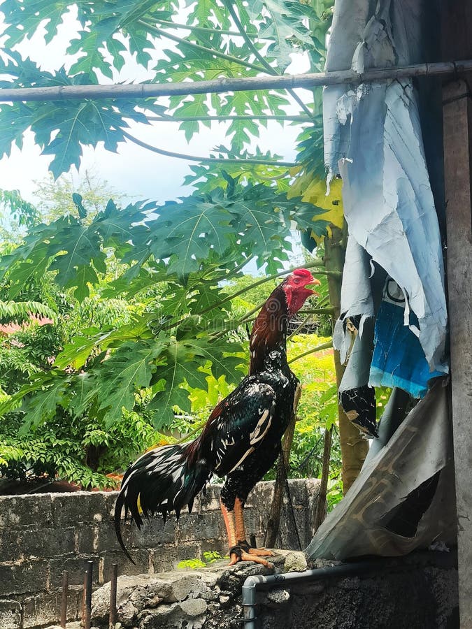 Photo of a rooster crowing stock photo. Image of crowing - 372677456