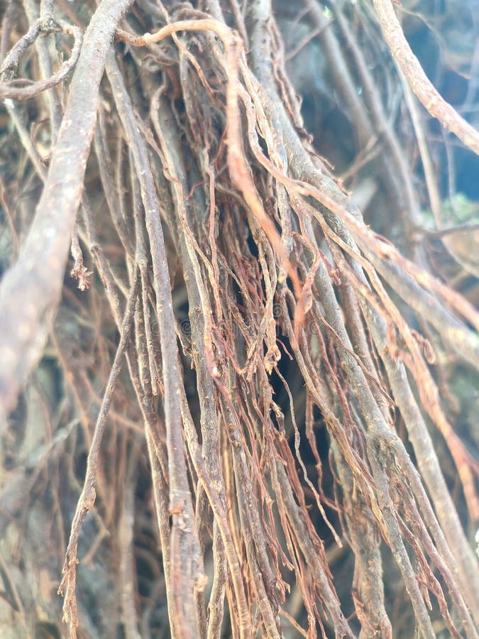 Photo of the Roots of a Banyan Tree with Many Roots Stock Image - Image ...