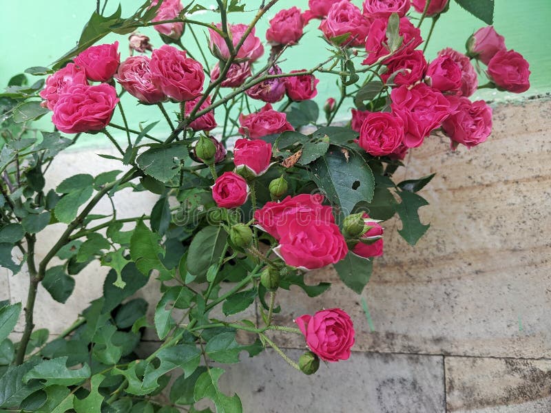 Photo of a Rose Tree with Dense Flowers Stock Image - Image of tree ...