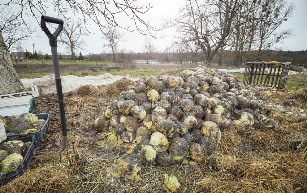 Photo of Rotten Organic Cabbage Compost, Selective Focus Stock Photo ...