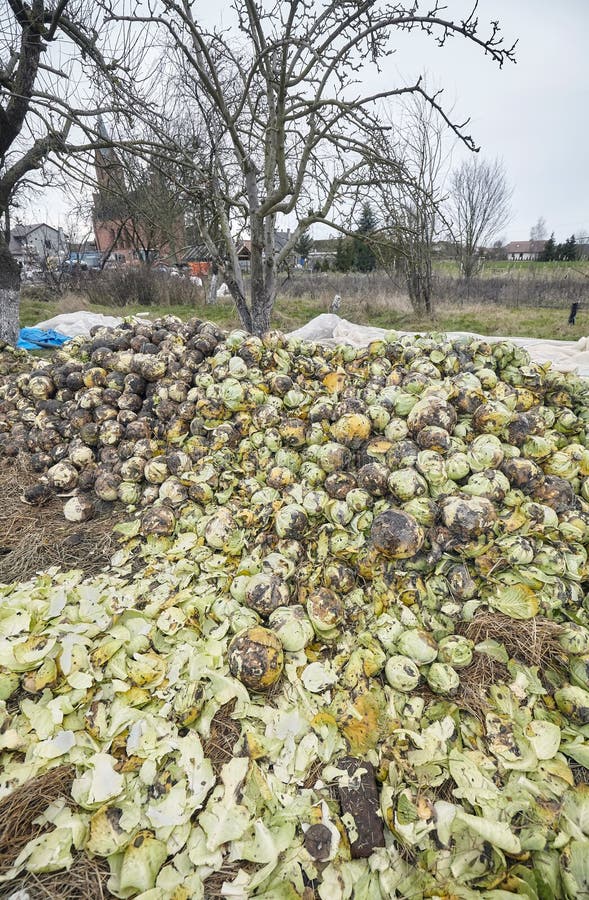 Photo of Rotten Organic Cabbage Compost, Selective Focus Stock Photo ...