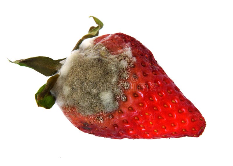 Photo of Rotten Strawberries Stock Photo - Image of poisonous, organic ...