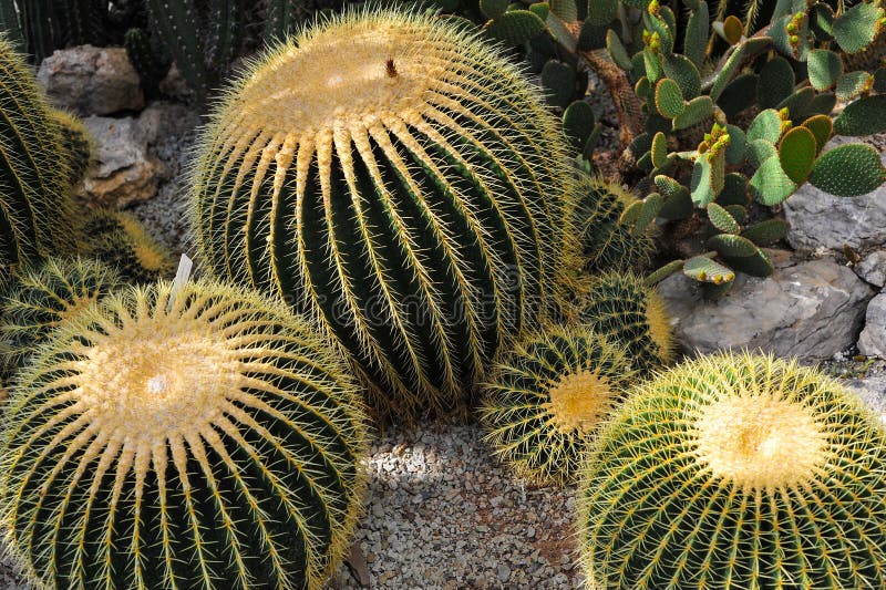 Photo of a Round Cactus in Botanical Garden Stock Photo - Image of ...