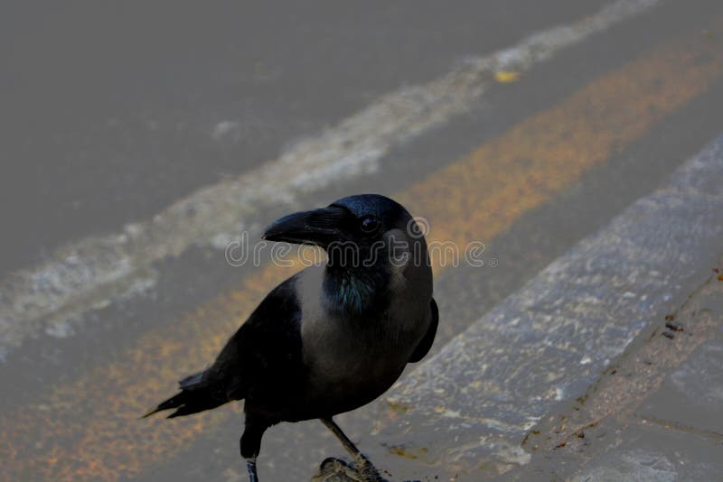 Crow on the road stock image. Image of beak, wing, branch - 255943609