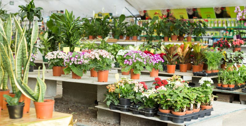 Photo of Rows with Colorful Blooming Plants Stock Photo - Image of ...