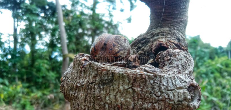 This is a Photo of a Rubber Tree Fruit Stock Image - Image of rubber ...