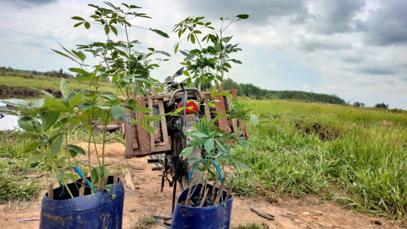 Photo of the Rubber Tree Planting Process Stock Image - Image of ...