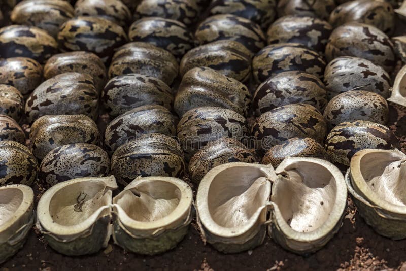 Rubber Tree Seeds and Bark in Soil Forming Pattern, Hevea Brasiliensis ...