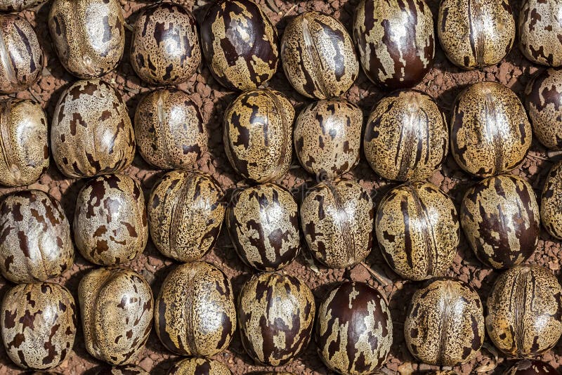 361 Rubber Tree Seeds Stock Photos - Free & Royalty-Free Stock Photos ...