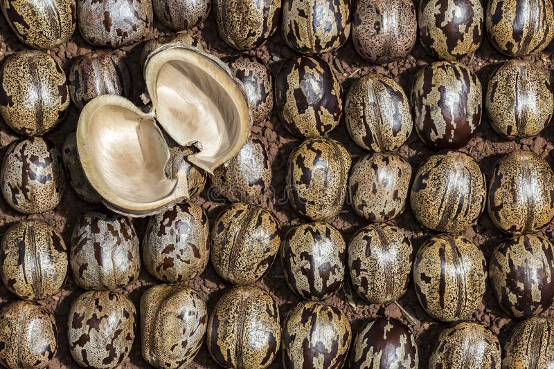 361 Rubber Tree Seeds Stock Photos - Free & Royalty-Free Stock Photos ...