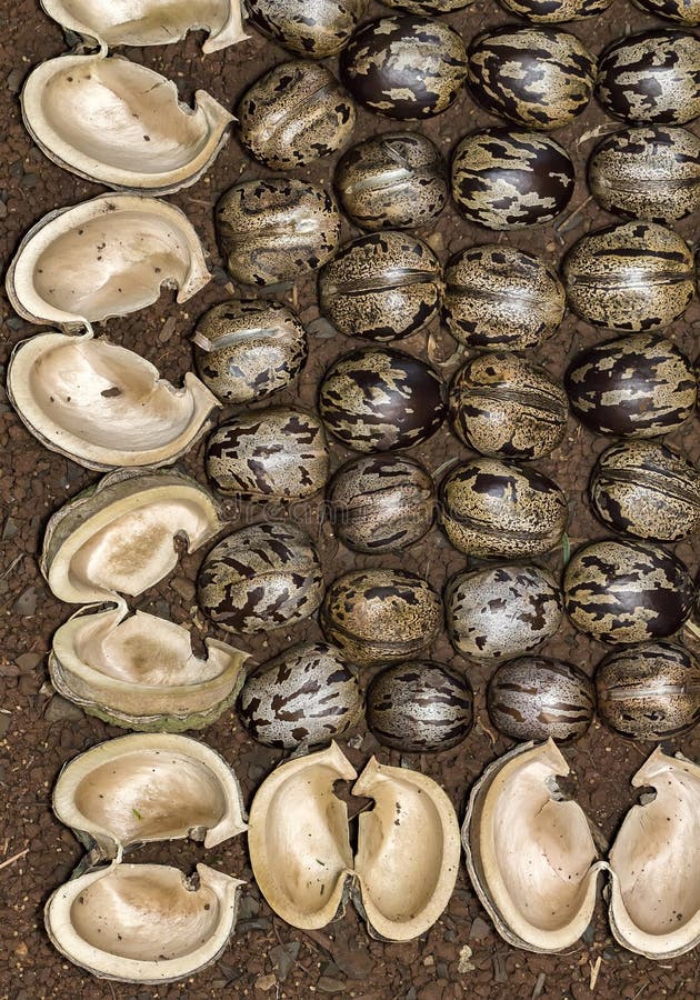 Rubber Tree Seeds and Bark in Soil Forming Pattern, Hevea Brasiliensis ...