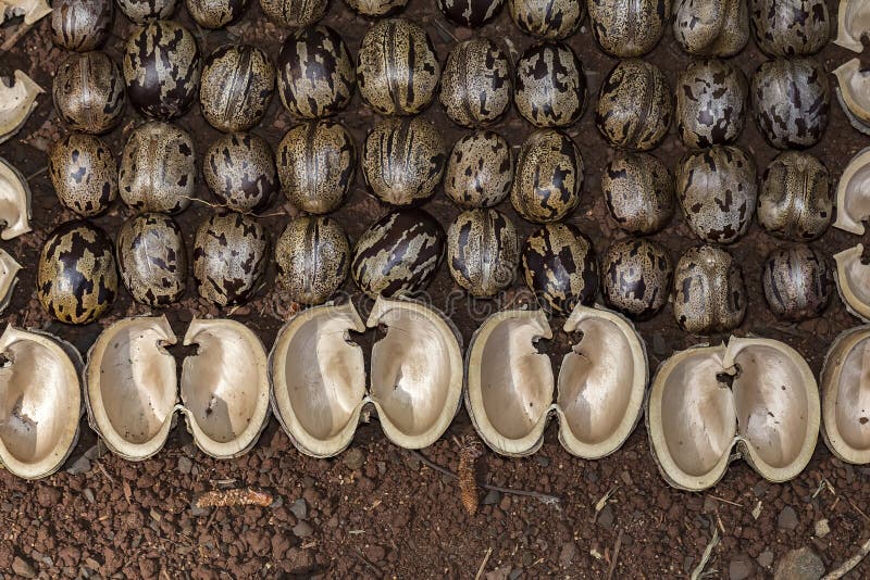 347 Rubber Tree Seeds Photos - Free & Royalty-Free Stock Photos from ...