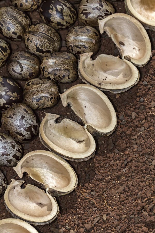 Rubber Tree Seeds and Bark in Soil Forming Pattern, Hevea Brasiliensis ...