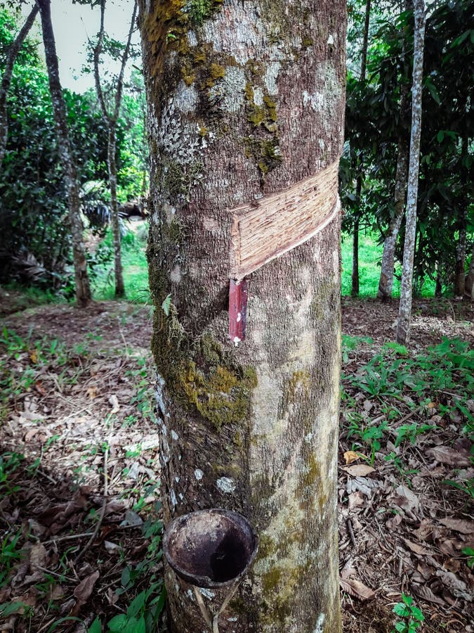 Row of Rubber Trees. Source of Natural Rubber Latex Tapping from Rubber ...