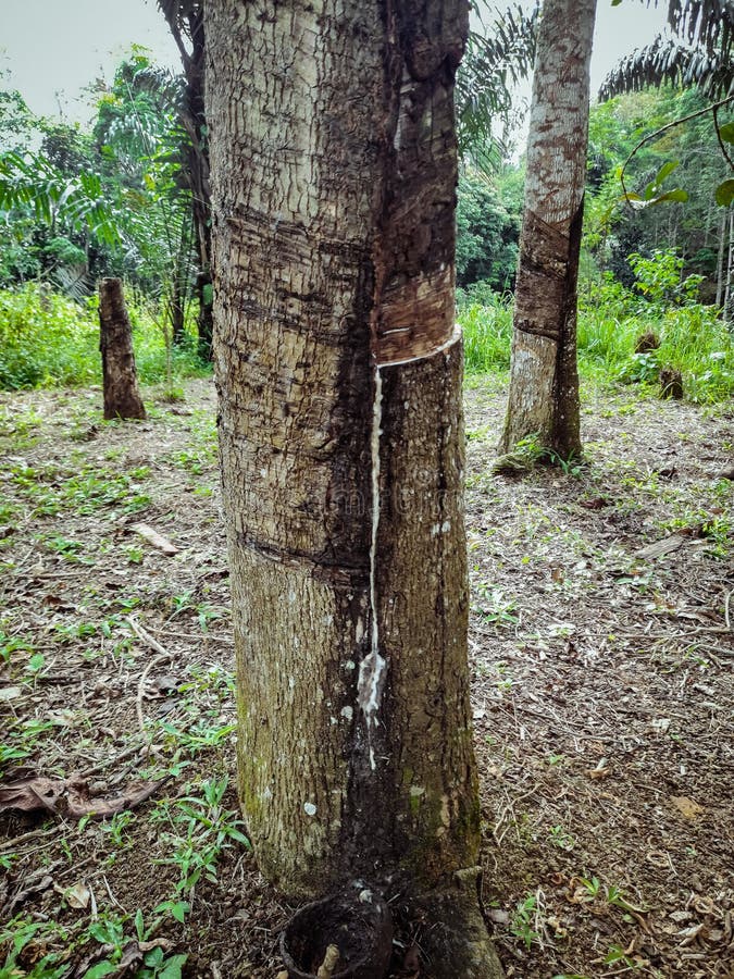 Photo of Rubber Trees in a Rubber Plantation Stock Photo - Image of ...