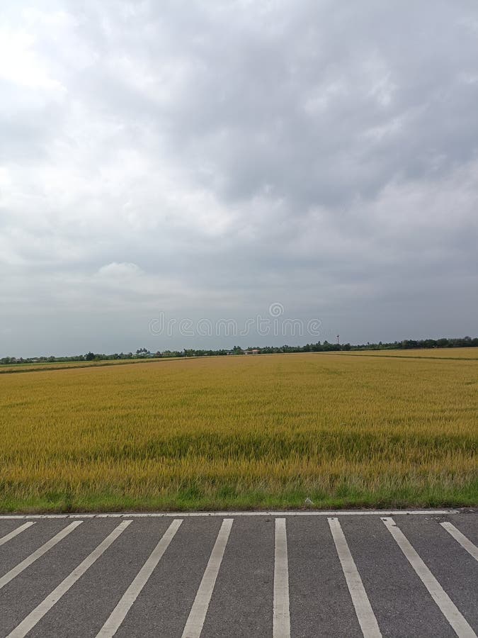 Photo Rural Rice Fields are Ready for Harvest. Stock Image - Image of ...