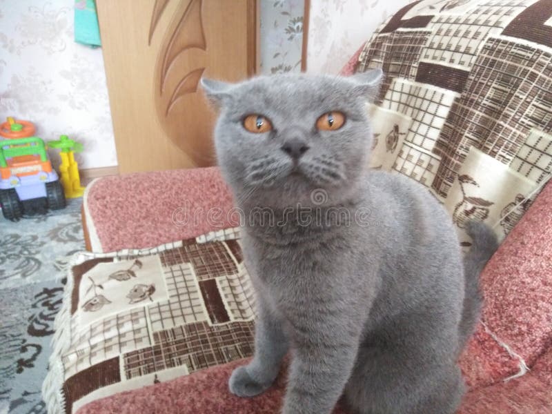 Photo SAD Home Grey Cat stock photo. Image of home, grey - 144164426