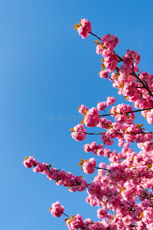 Photo of Sakura Blossom, Copy Space. Spring Sakura Blossom. Spring ...