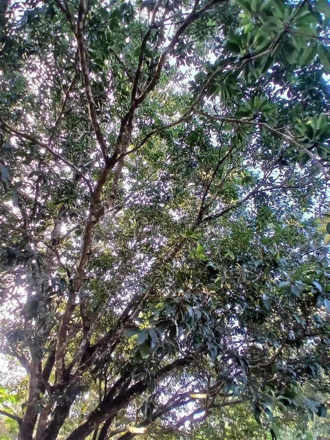 Photo of Sapodilla Tree from Below Stock Image - Image of sapodilla ...