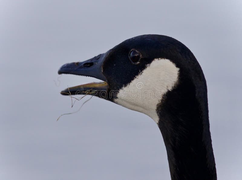Photo of a Scared Canada Goose Screaming Stock Image - Image of ...