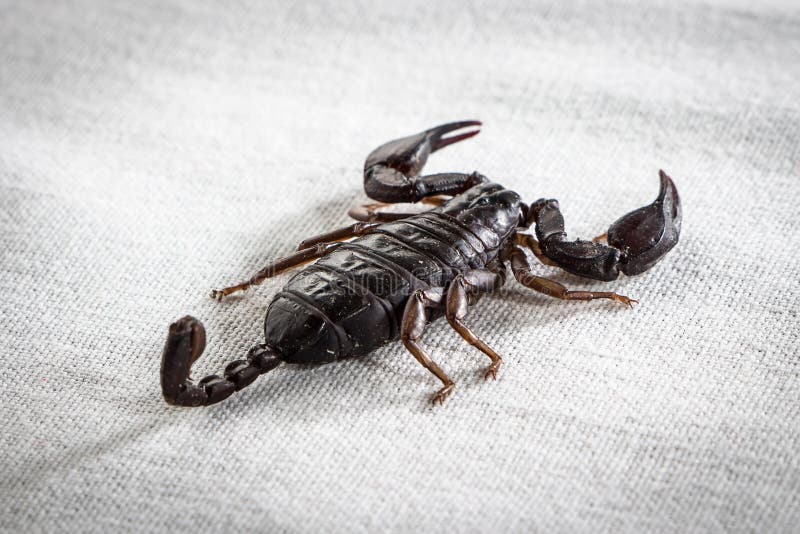 Photo Of The Scorpion From Back Stock Image - Image of asian, legs ...