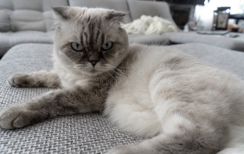 Photo Scottish Cat, Scottish-fold, White with Blue Eyes Stock Image ...