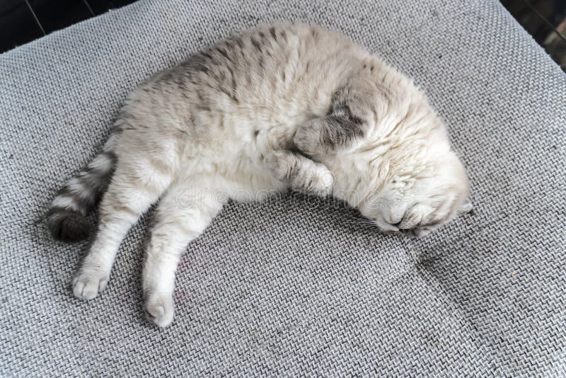 Photo Scottish Cat, Scottish-fold, White with Blue Eyes Stock Photo ...