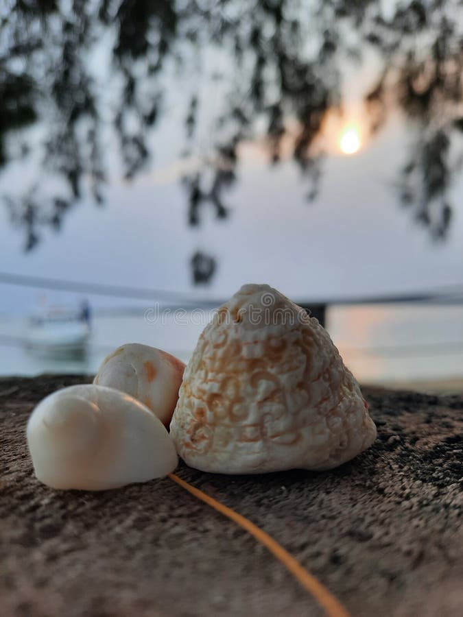 A Photo of Sea Shells Om a Stone Platform Stock Image - Image of stone ...