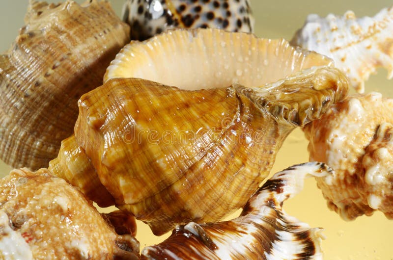 Photo of sea shells. stock image. Image of skeleton, sound - 68536961