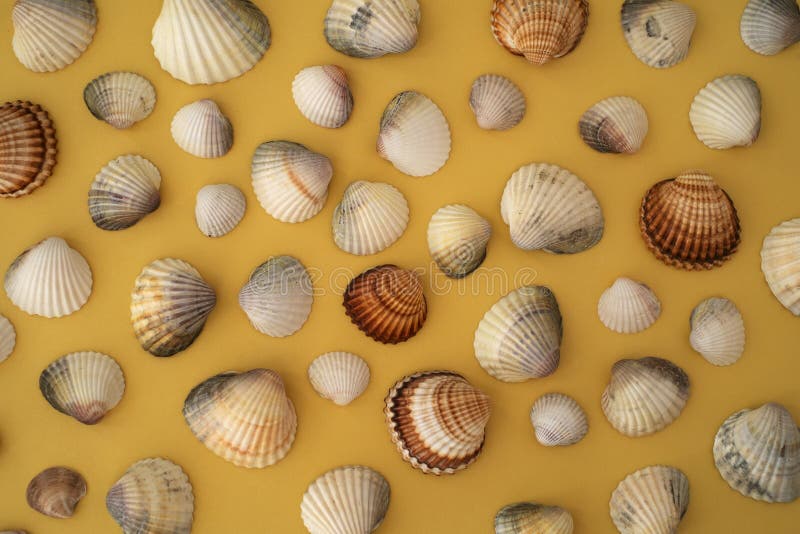 Photo of Sea Shells. Yellow Background. Summer Concept. Stock Photo ...