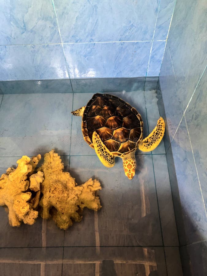 Photo Sea Turtle in the Aquarium Stock Photo - Image of water, swim ...