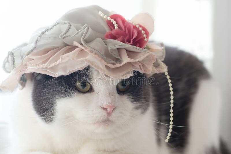 Photo of a Serious Cat in a Lady`s Hat Stock Image - Image of face ...