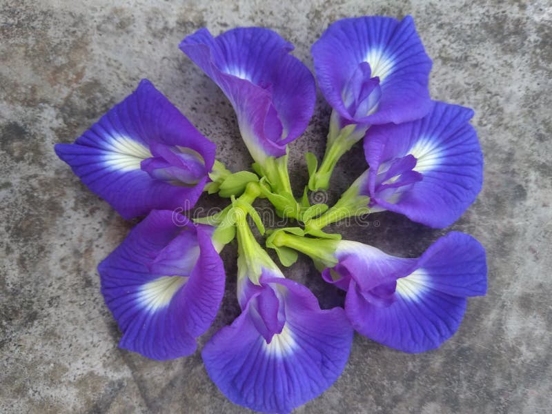 The seven flowers stock image. Image of catalonia, barcelona - 82989479