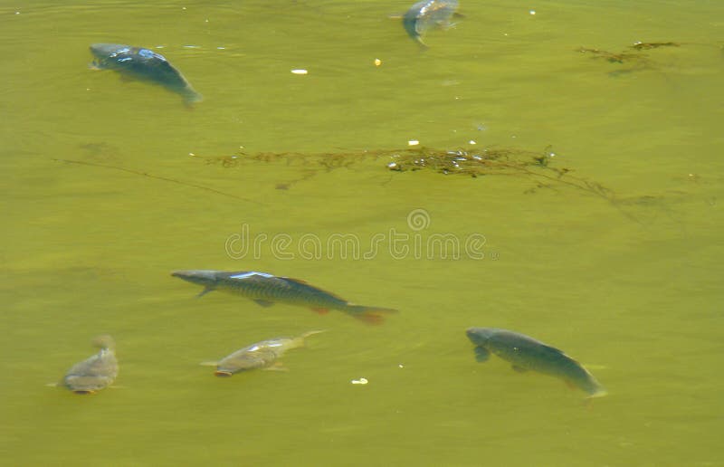 Several Fish Swimming in the Murky Water Stock Image - Image of ...