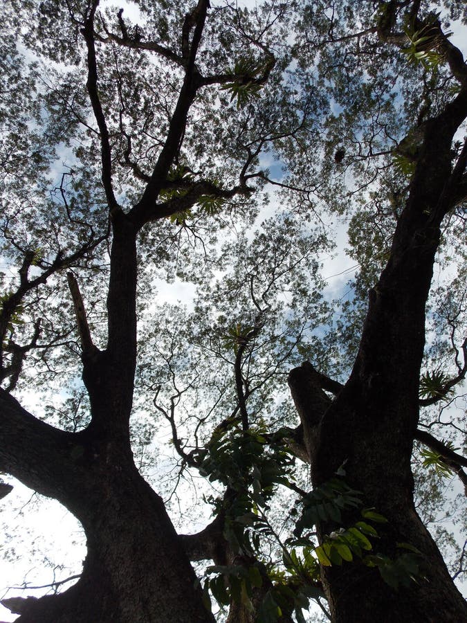A Shade Under the Branches, Jaco, Costa Rica Stock Image - Image of ...