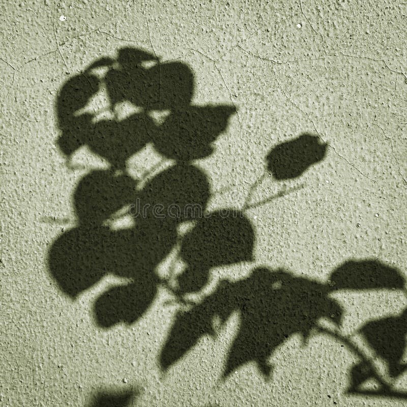 A Photo of a Shadow of Leaves Stock Image - Image of dedaunan, bayangan: 326100615