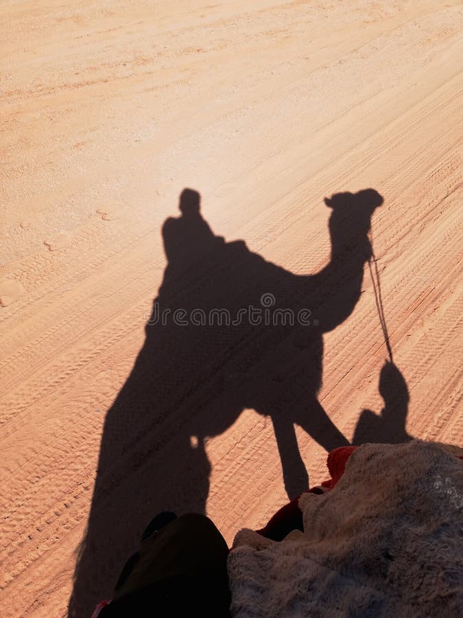Camel shadow in the desert stock photo. Image of dune - 223711152